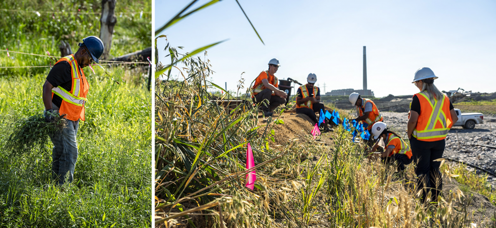 Plantings in the Port Lands - Waterfront Toronto